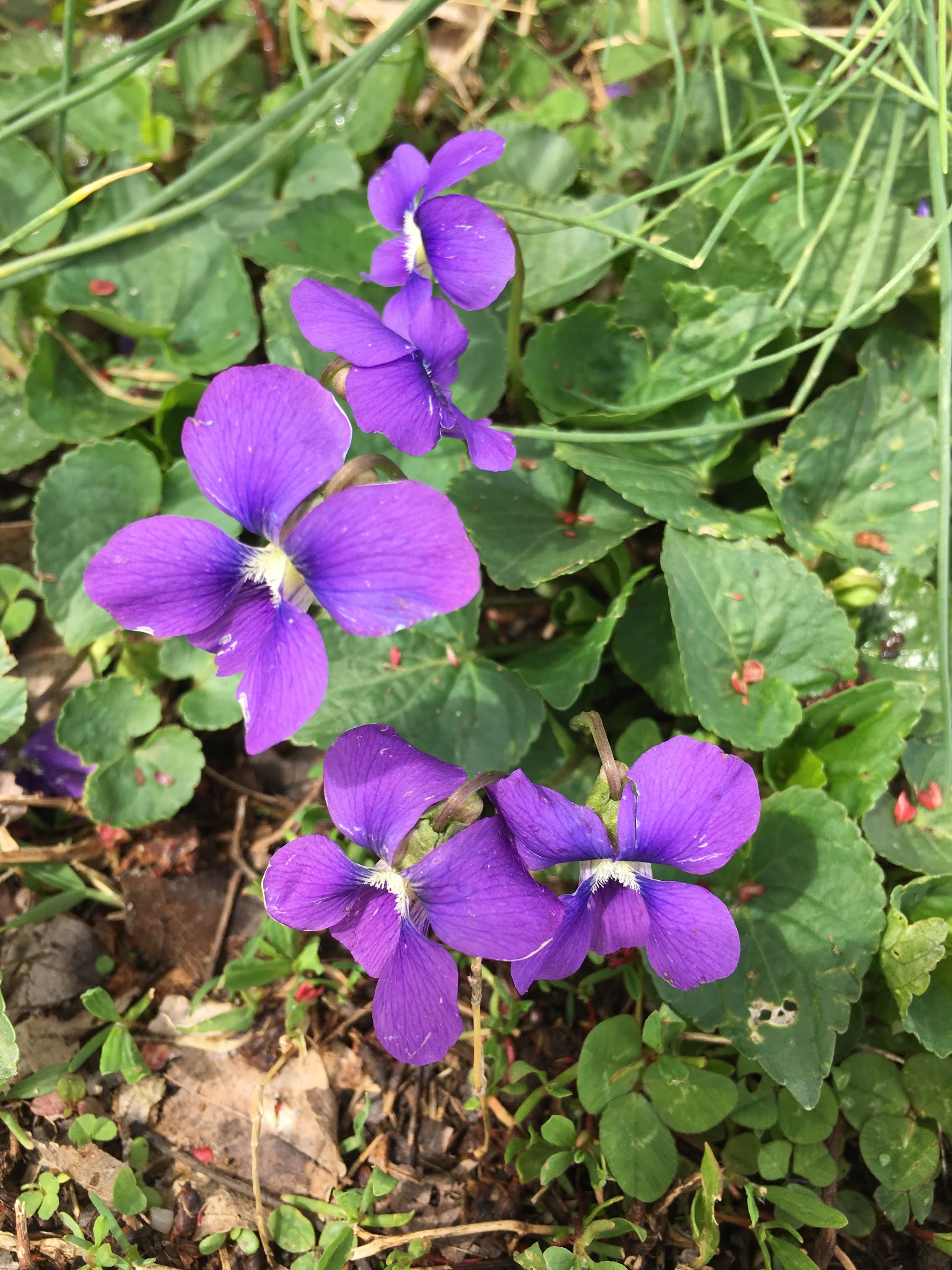 Kimmy L. Davis Writes | Sharing the voice in my head…